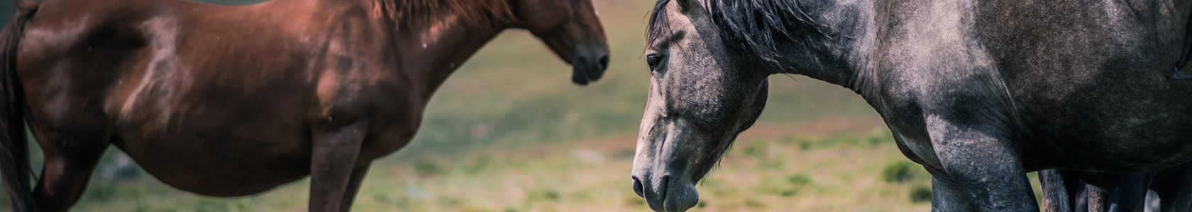 CALSYN | Terapia Fosfocalcificante vitaminizada | Virbac Colombia