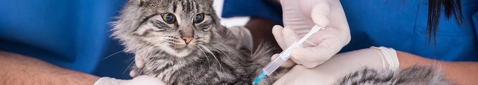 Feligen CRP | Virbac Colombia