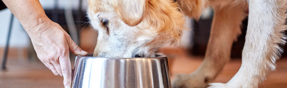 Canigen Quíntuple | Virbac Colombia